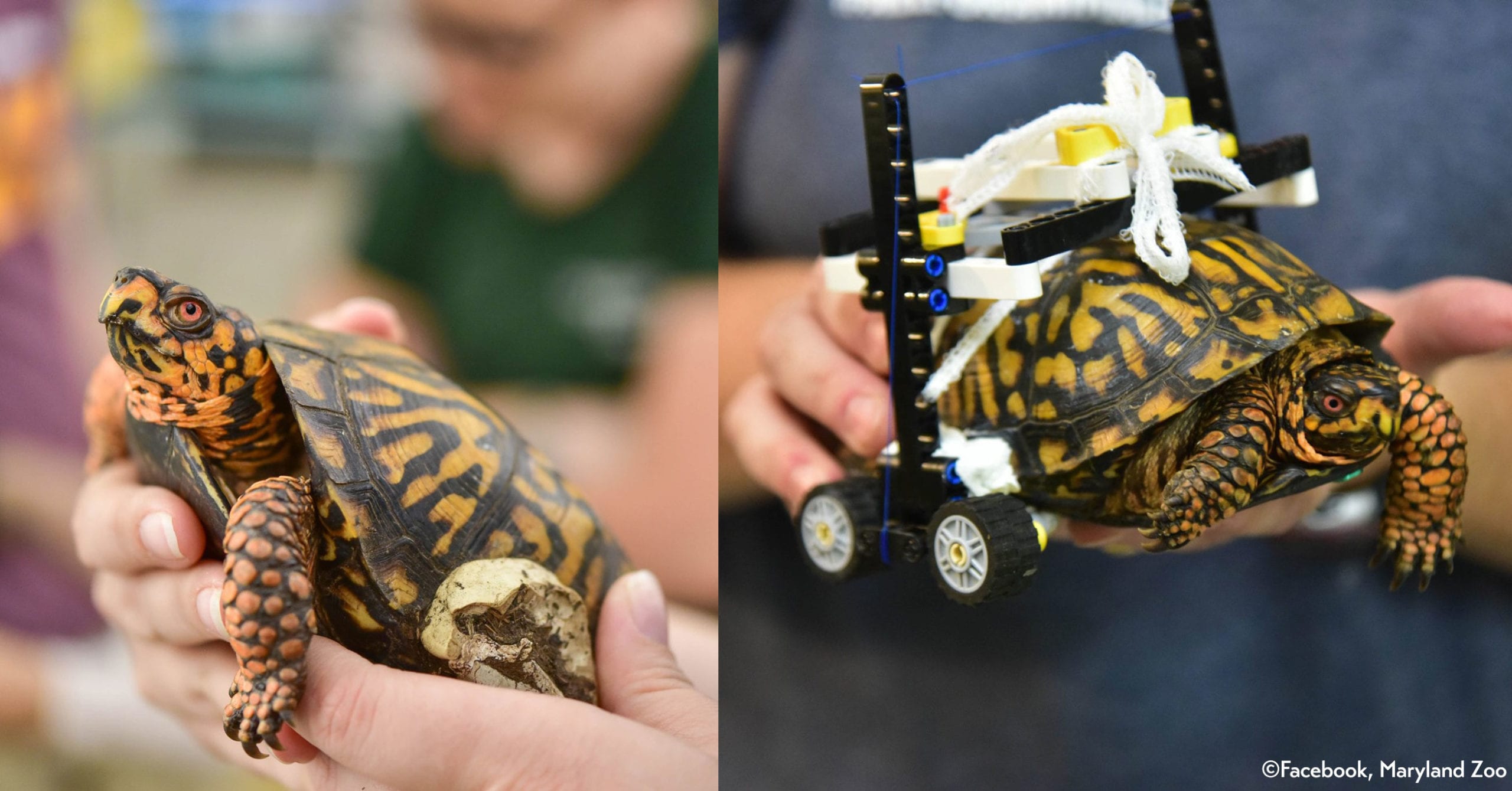 Determined Veterinarians Build a Wheelchair out of Legos for an Injured ...