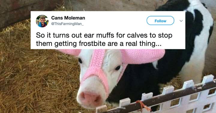 Farmers Protect Their Calves' Ears from Frostbite with Muffs, and It's ...