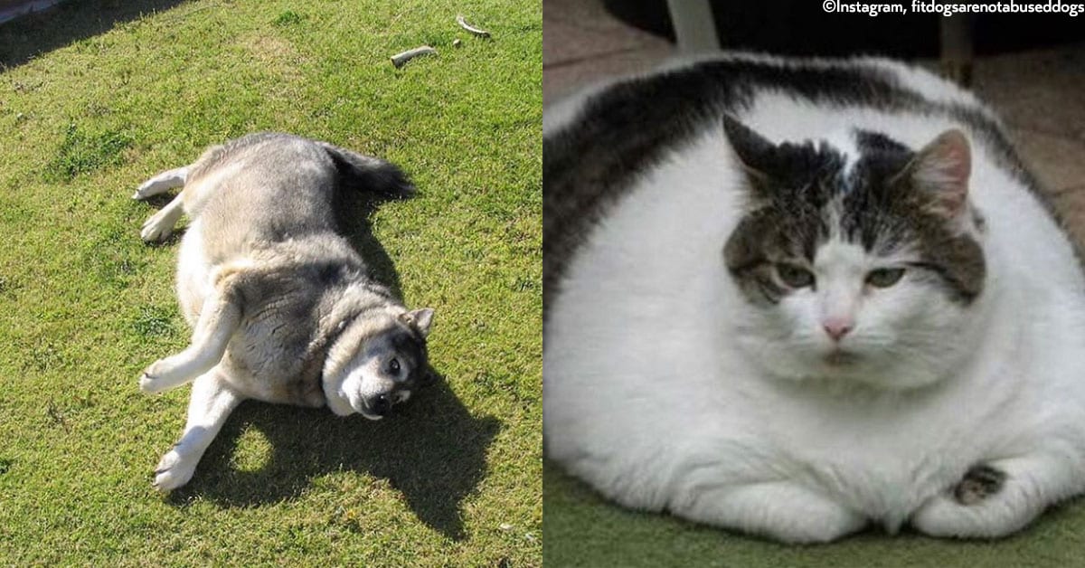 New Report Shows That Our Pets Are Overweight and It's Causing Them Pain