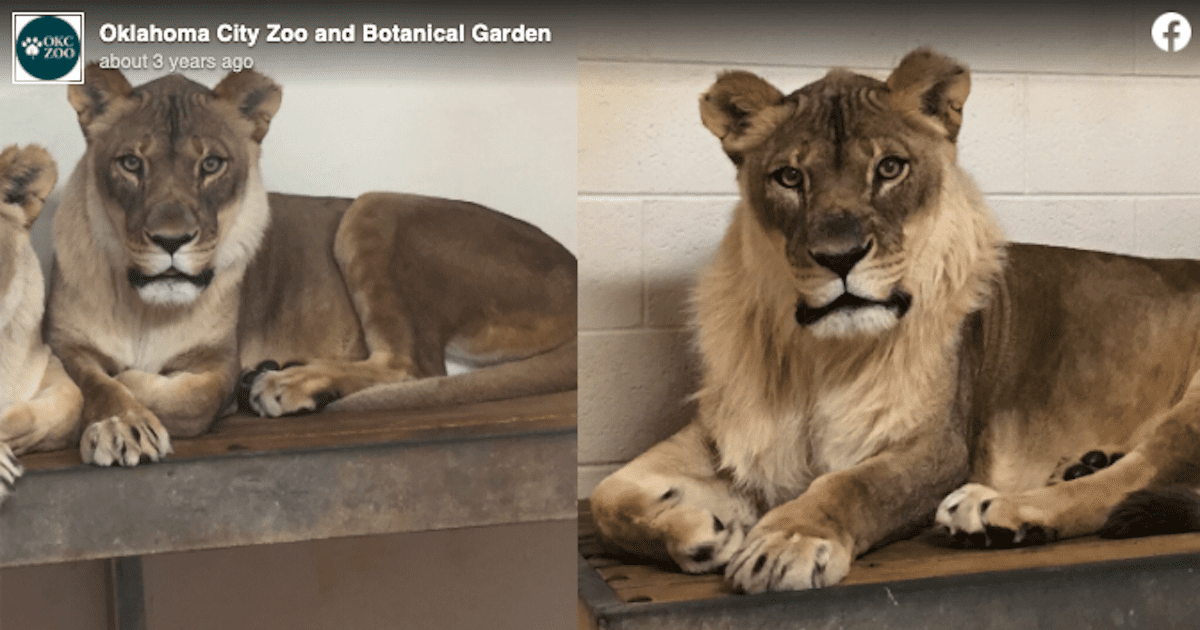 Female Lionesses Sometimes Grow Long Manes and Start Acting Like Males
