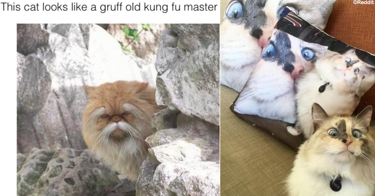 20 Photos Of Cats That Are Seriously Crackin' Us Up