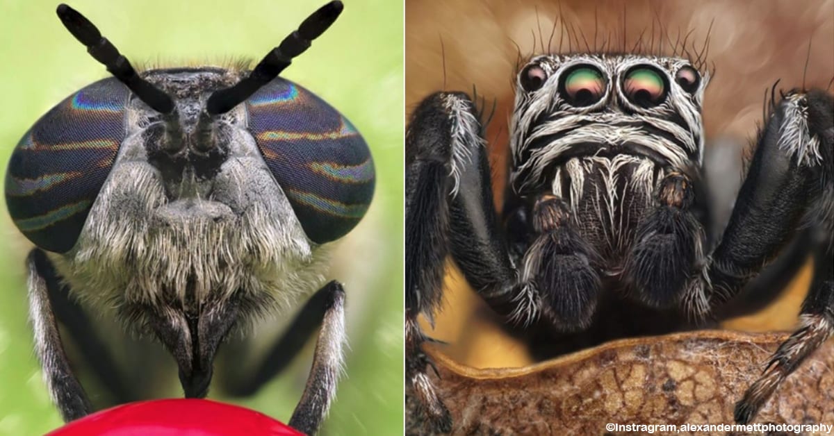 This Photographer Gets Extreme Close-Up Shots of Insects and Spiders