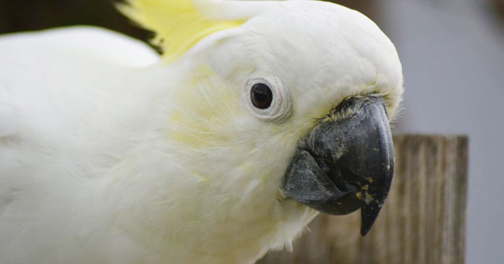 This Cockatoo Creates Its Own Dance Moves, and Scientists Say That's a ...