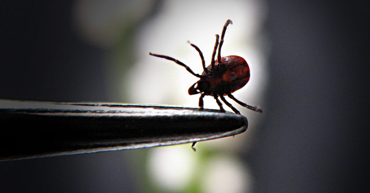 A U.S. Congressman Is Investigating Whether Lyme Disease Is the Result ...