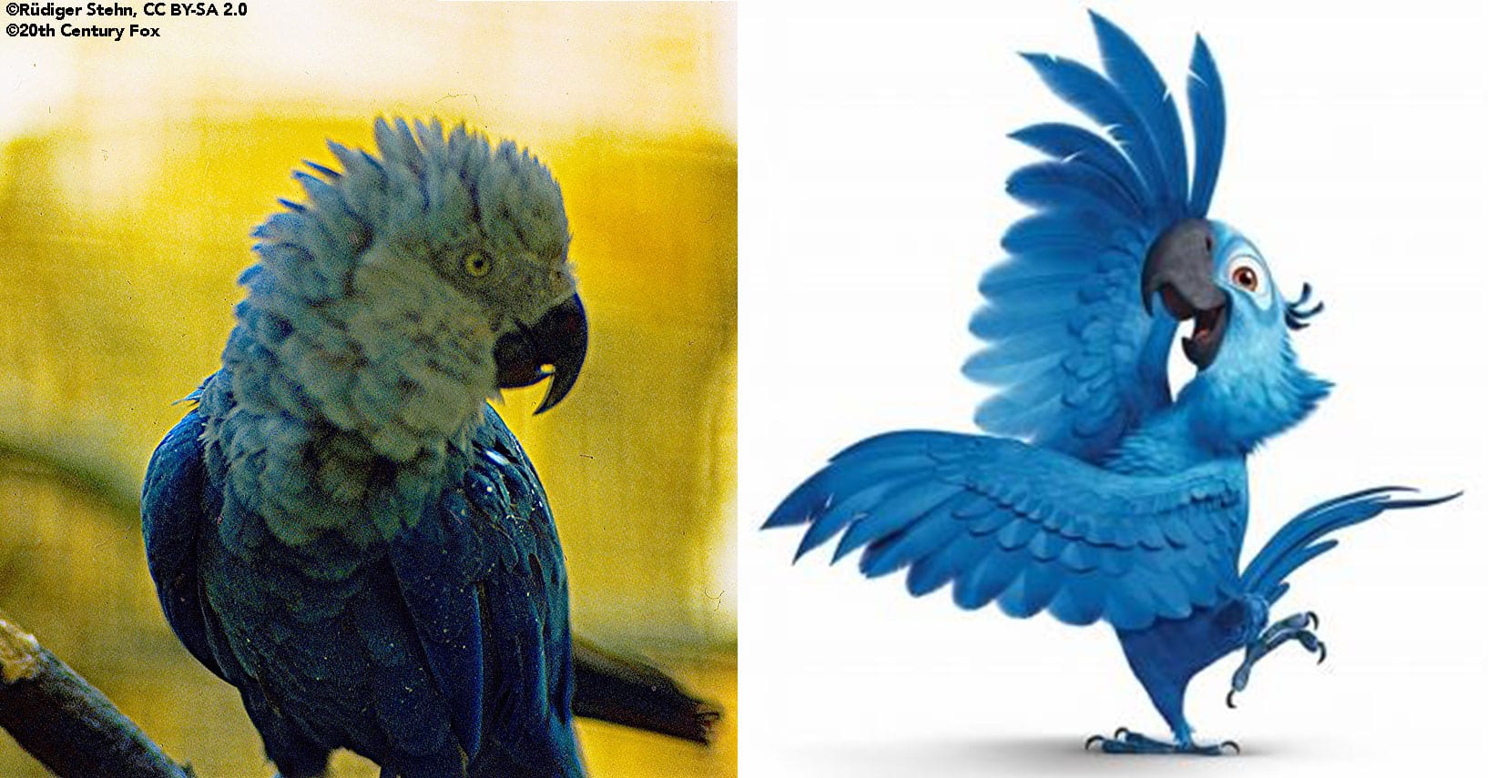 Blue Macaw from Film "Rio" Is Extinct in the Wild