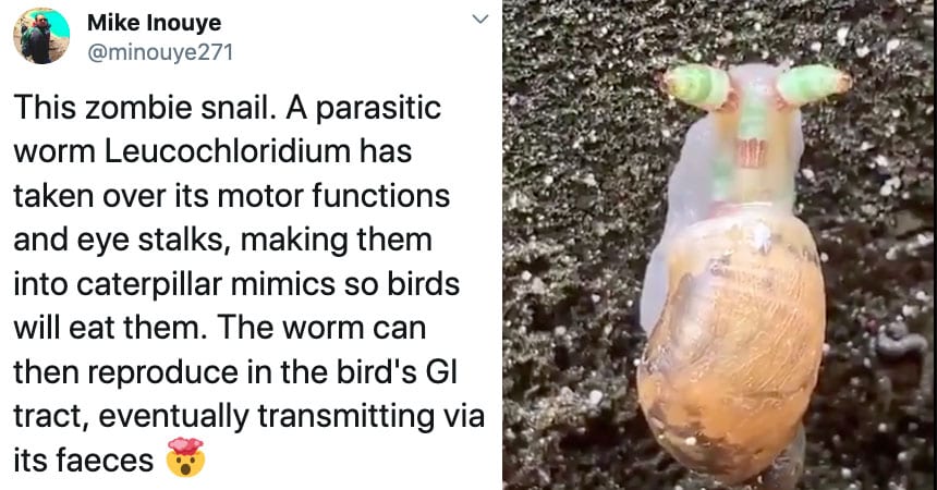 Parasite-Infected Video of a 'Zombie Snail' Is Fascinating To See