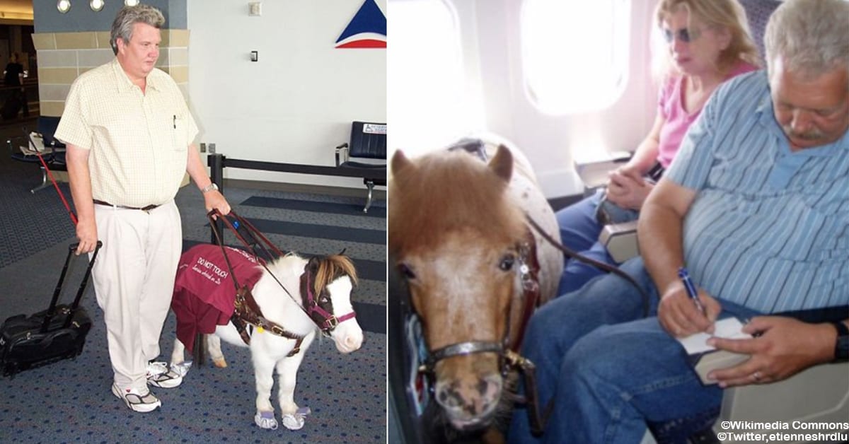 Miniature Horses Are Now on the List of Service Animals That Airlines ...