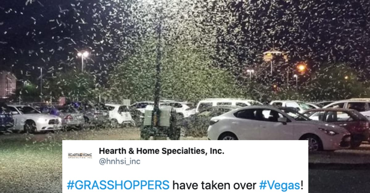 Las Vegas Is Dealing with a Massive Invasion of Grasshoppers