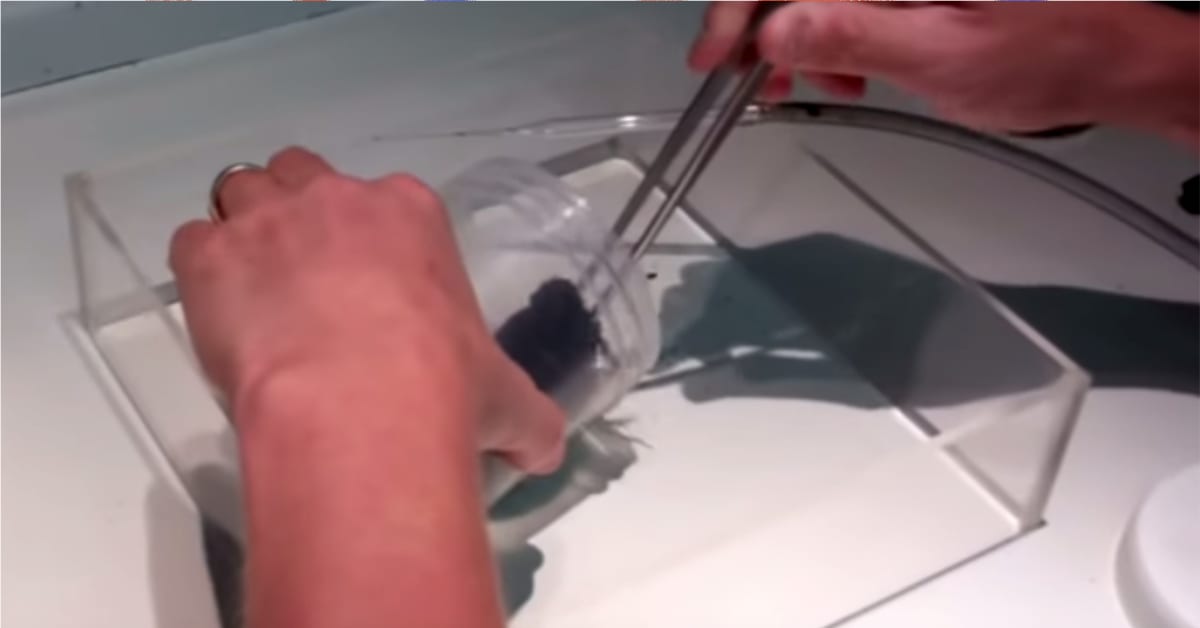 A Chemical in This Spider's Venom Could Help Doctors Kill Skin Cancer Cells