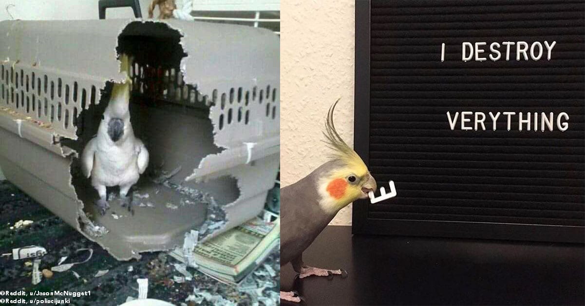 22 Photos of Birds That Were Shamed on the Internet