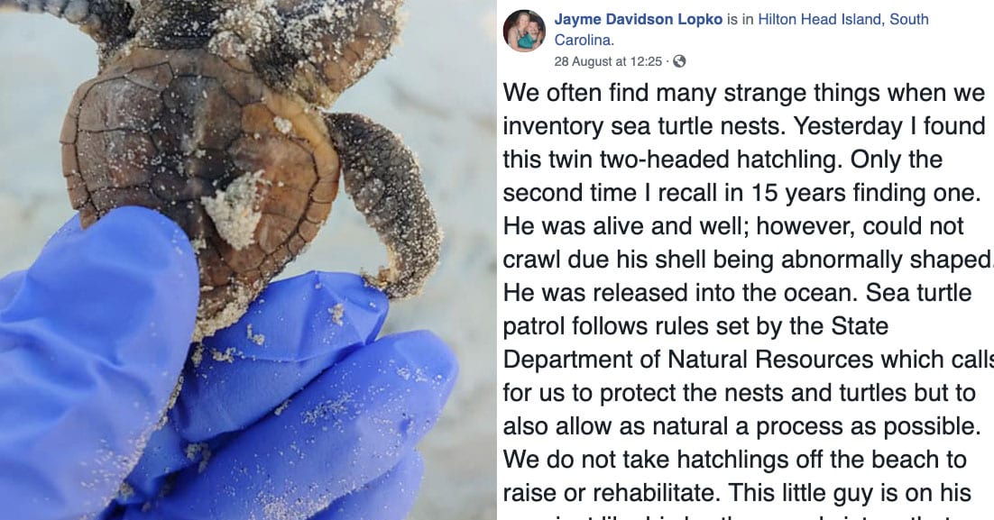 A Rare Two-Headed Baby Turtle Was Spotted on a South Carolina Beach