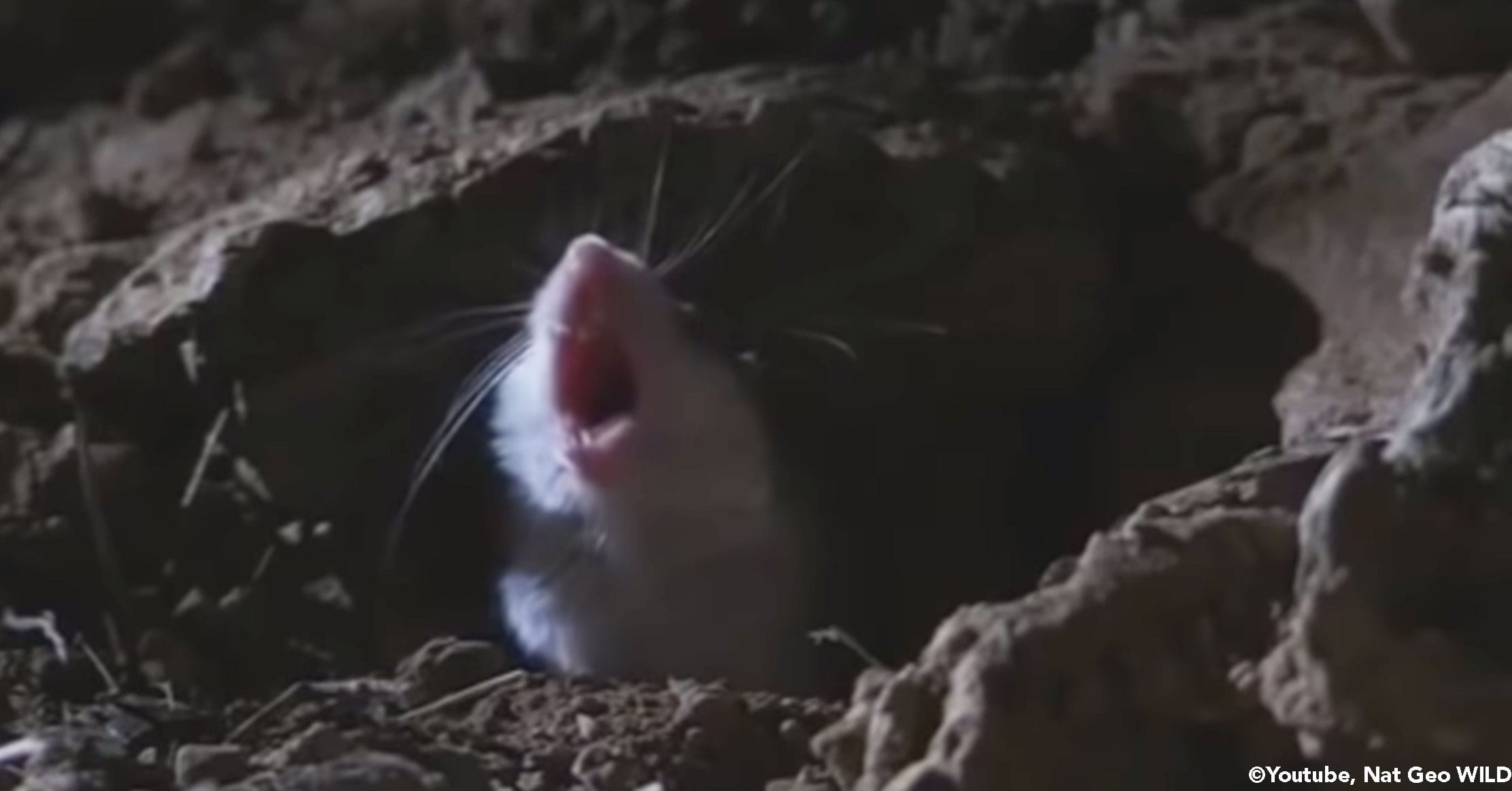 These Badass Mice Hunt Scorpions and Howl at the Moon (For Real)