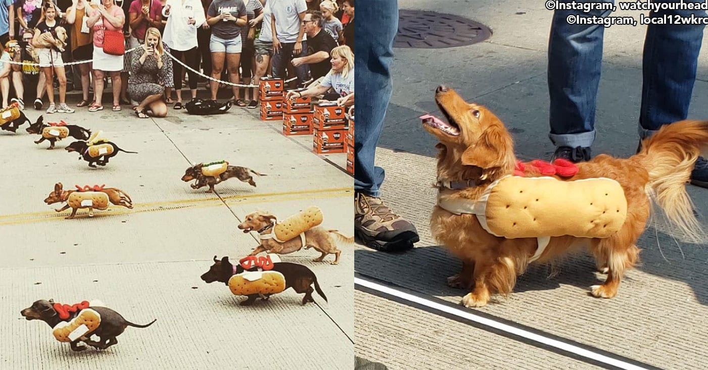 This Year's Annual Running of the Wieners Went down Smashingly