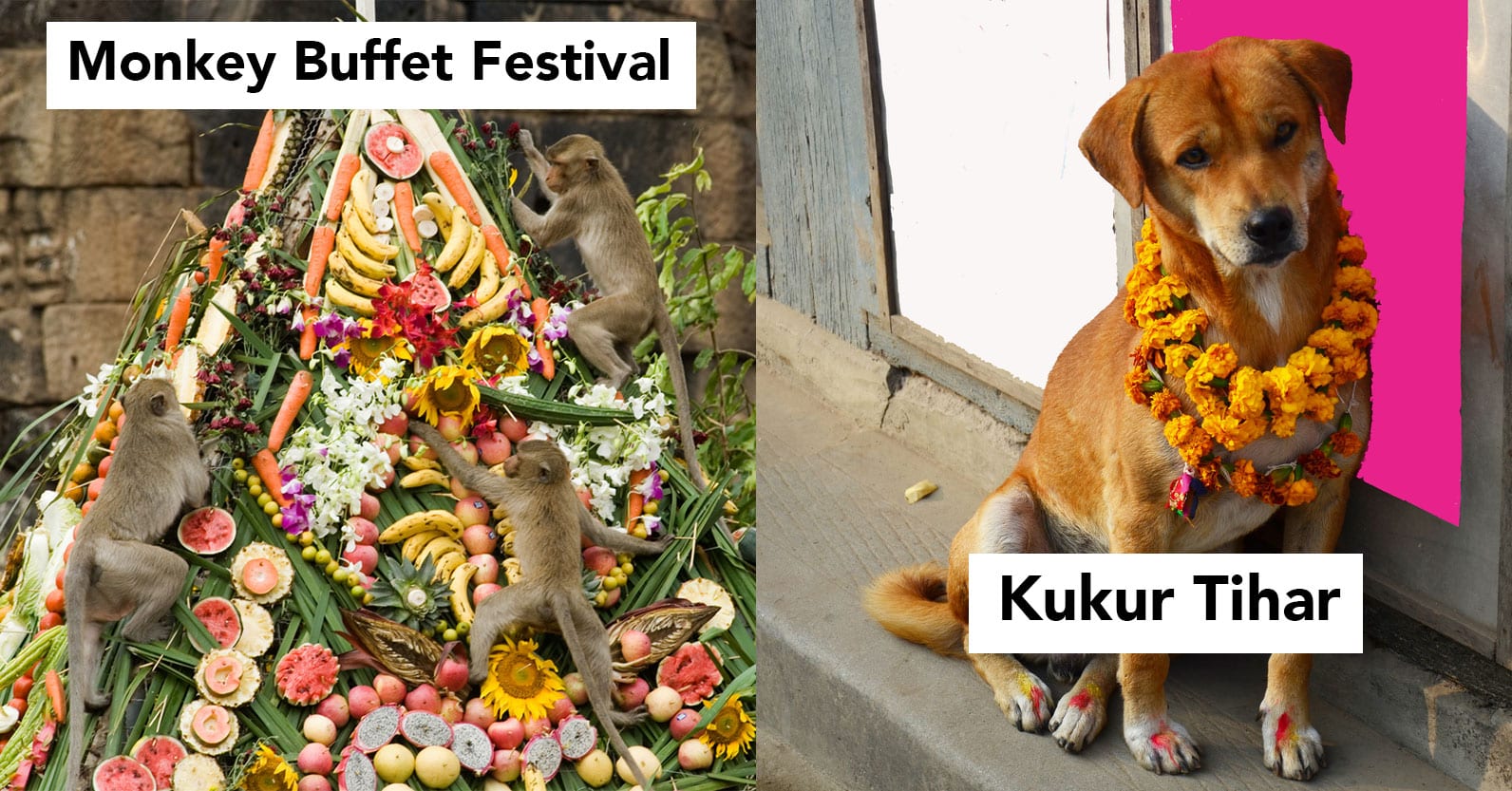 5 Fall Festivals for Animal Lovers Around the World