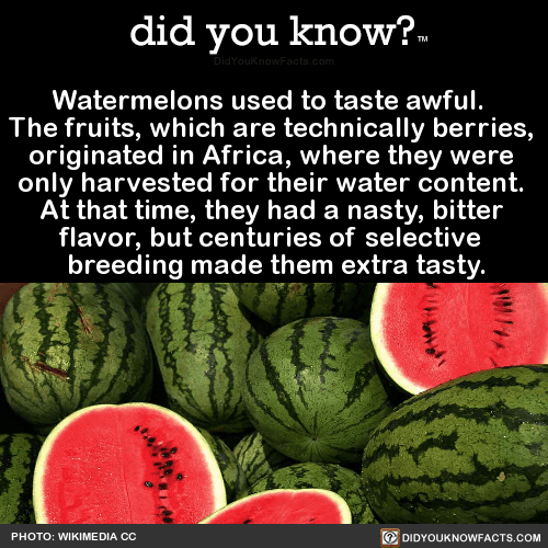 watermelons-used-to-taste-awful-the-fruits - did you know?