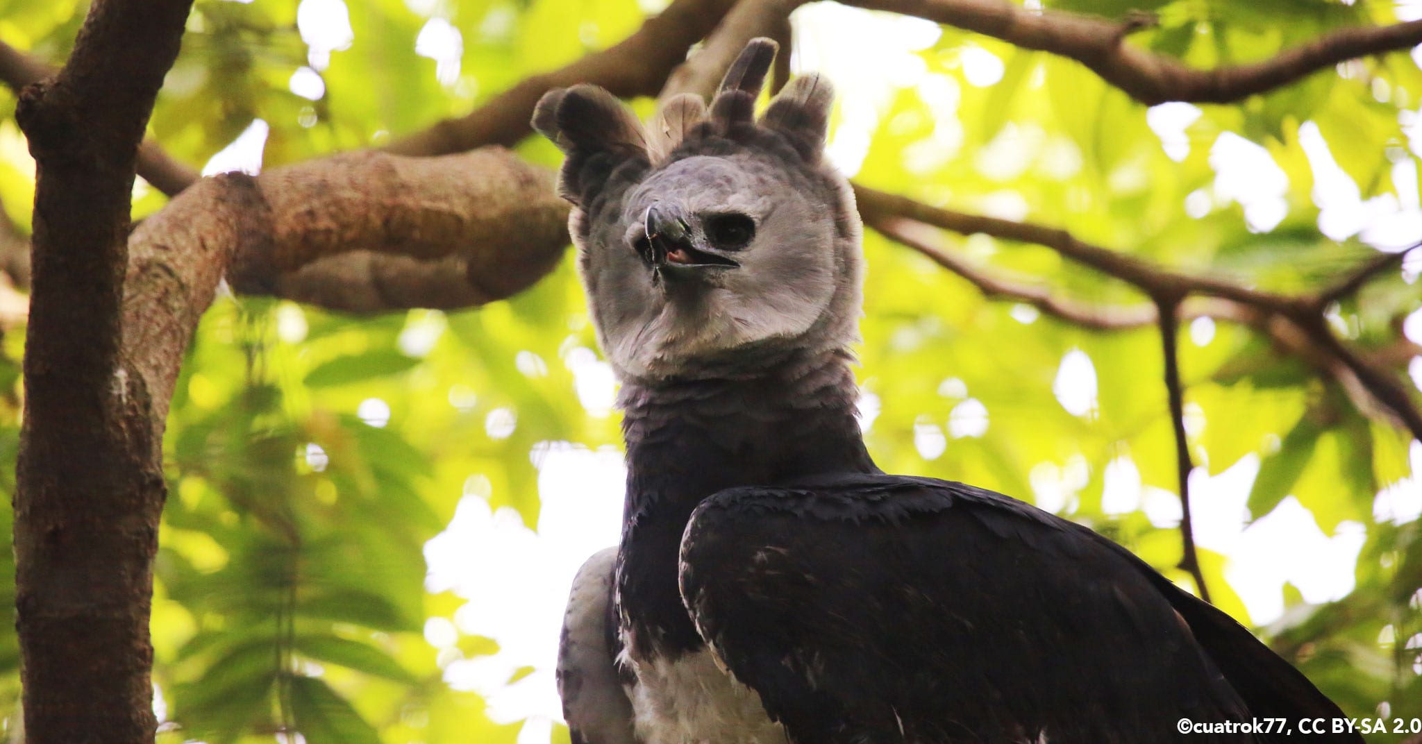 This Weird Eagle Is So Huge, It Kinda Looks Like Someone Dressed as a Bird