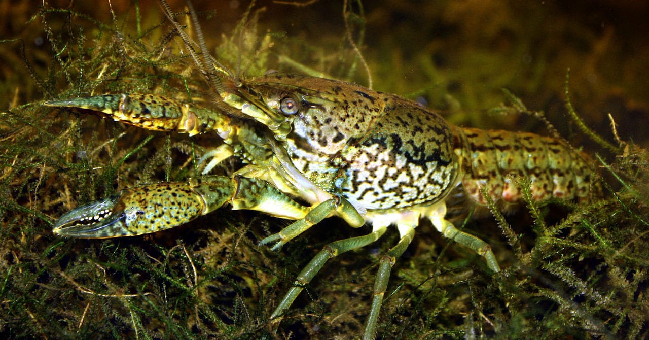 Bizarre Crayfish Species of All Females Who Clone Themselves by the ...
