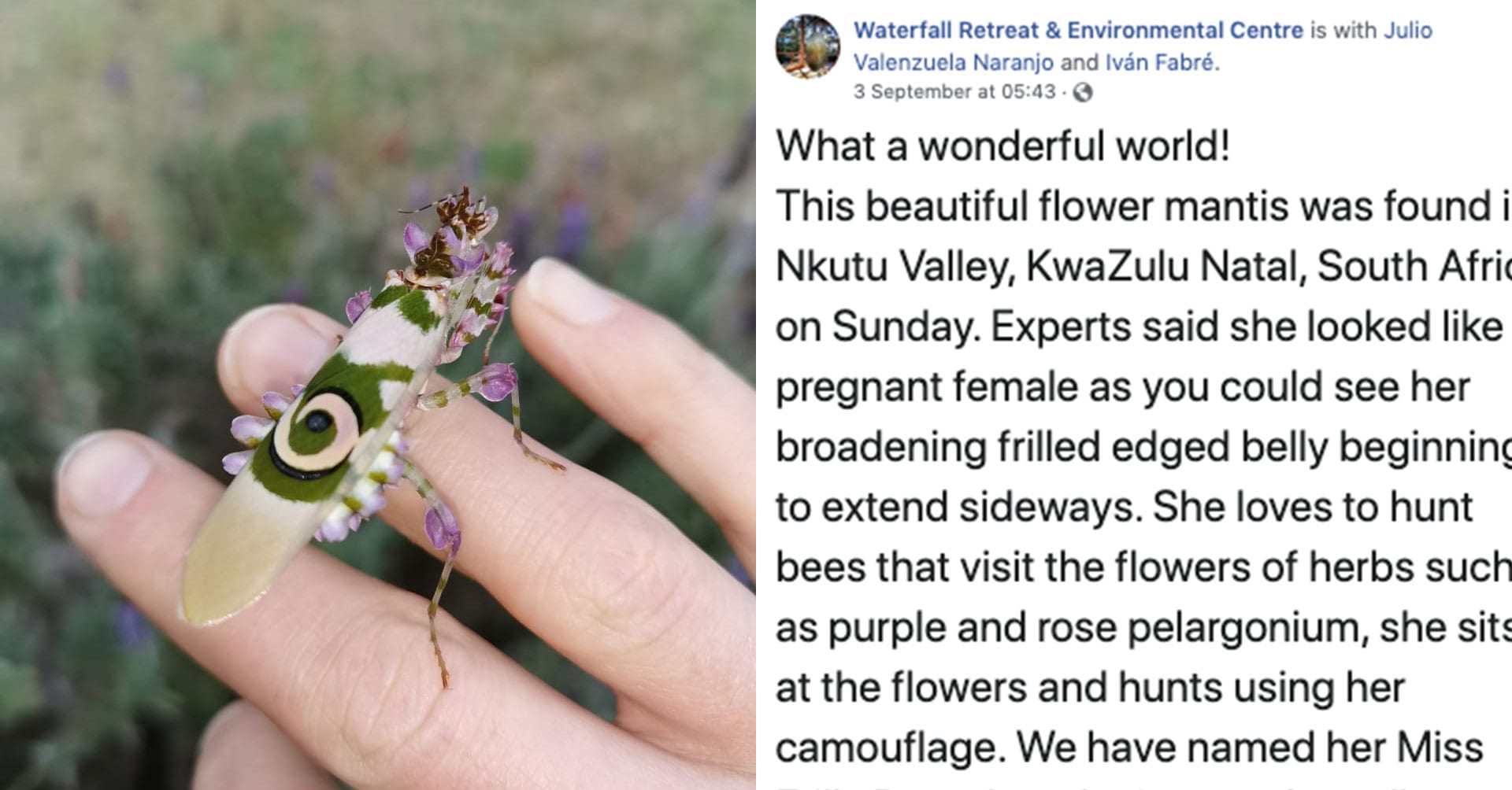 Woman Spots a Rare and Beautiful Bug That Looks Like a Piece of Art