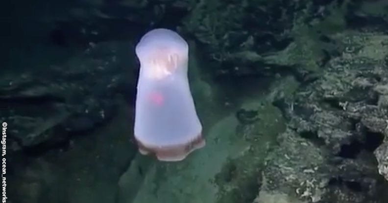 Scientists Catch Rare Video of Deepstaria, a Bizarre Shape Changing ...