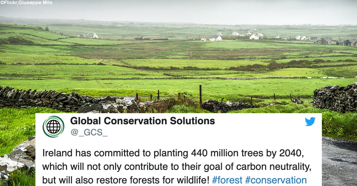Ireland Will Plant 440 Million Trees to Help Fight Climate Change