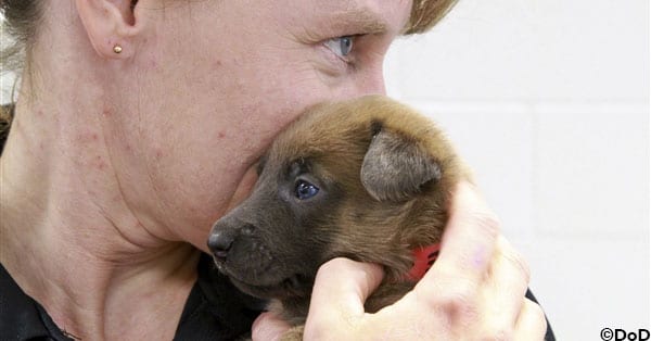 TSA Program Allows People to Adopt the Dogs That Are Too Nice to Sniff ...