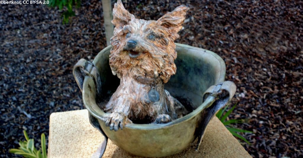 Tiny Yorkie Dog Was A Hero Who Saved Soldiers in WWII