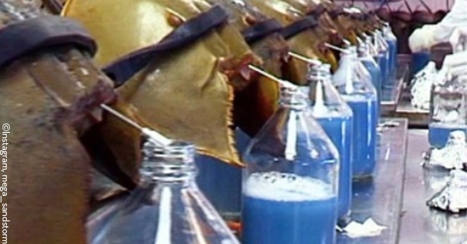 How Horseshoe Crab Blood Has Saved Millions of Lives