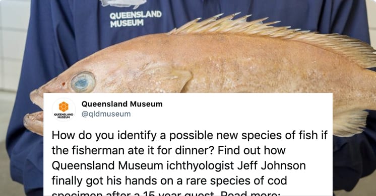 It Turns out Aussies Have Been Eating a Fish Previously Unknown to Science