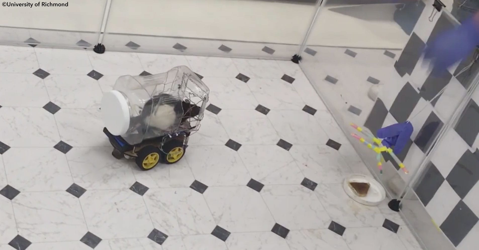 Incredible Experiment Gets Rats to Drive Tiny Cars for Science