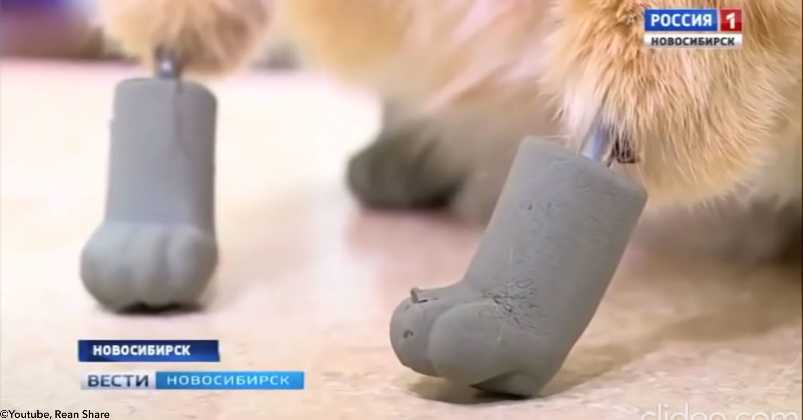First Cat Ever Receives Four Prosthetic Legs After Severe Frostbite