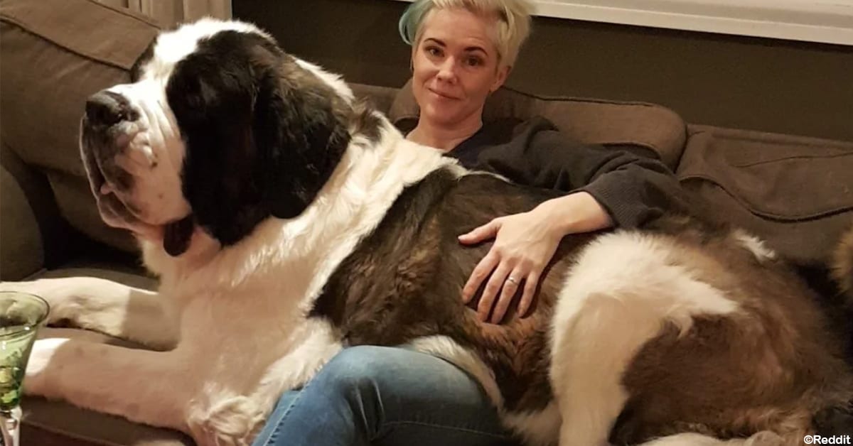 These Huge Doggos Clearly Think They're Still Puppies