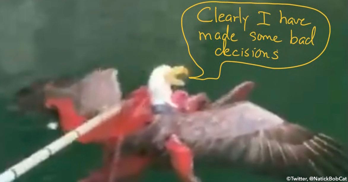 Fisherman Catches a Battle Between an Octopus and a Bald Eagle on Camera