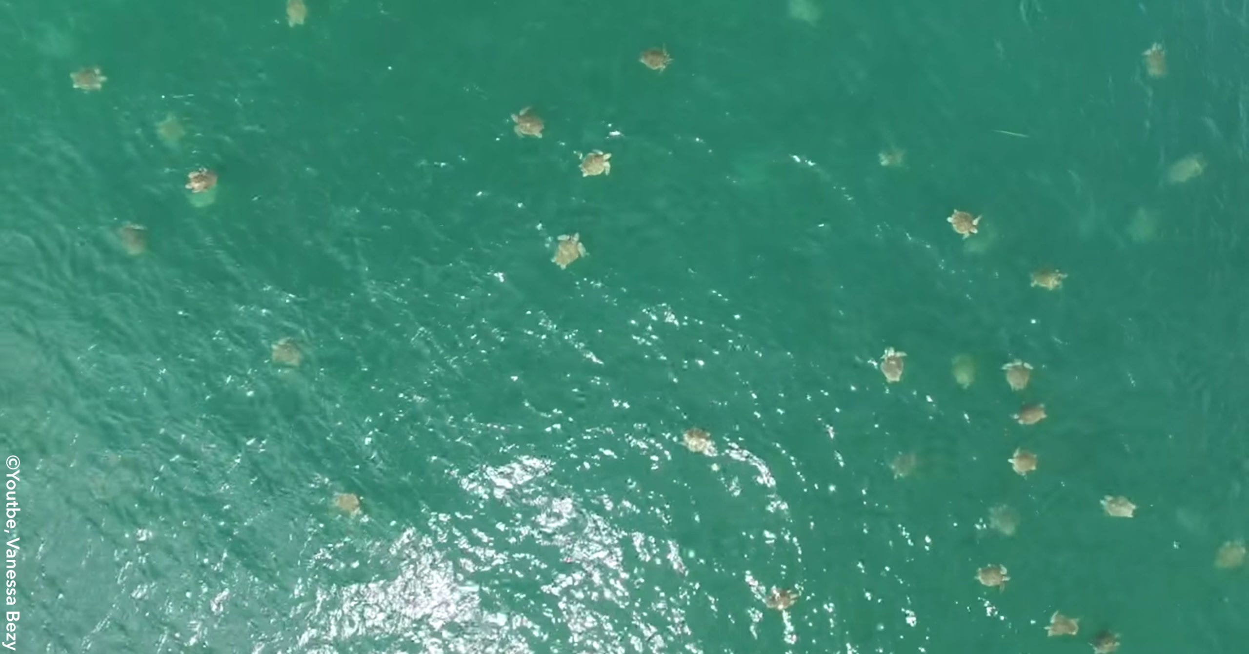 Largest Bale of Sea Turtles Ever Recorded, Captured on Film by Drone