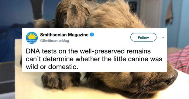 Melting Siberian Permafrost Reveals a Mysterious 18,000-Year-Old Puppy