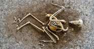 Birds Do Have Hollow Bones But It s Not To Make Them Lighter