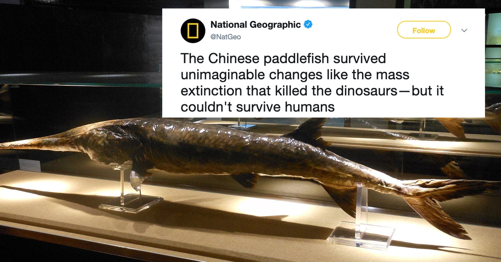 The Giant Chinese Paddlefish Is This Decade's First Animal to Be ...