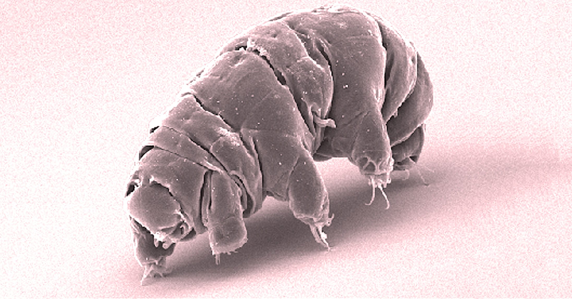 Tardigrades Are Earth's Most Resilient Animals, but Even They Will ...