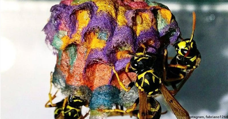 When a Biology Student Gave Wasps Access to Colored Paper, They Made ...