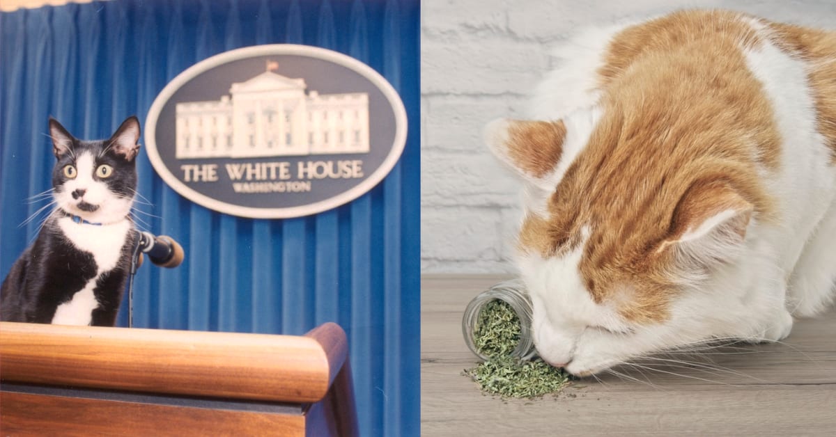 9 Fur-Real Facts about Cats you Might Want to Read Right Meow