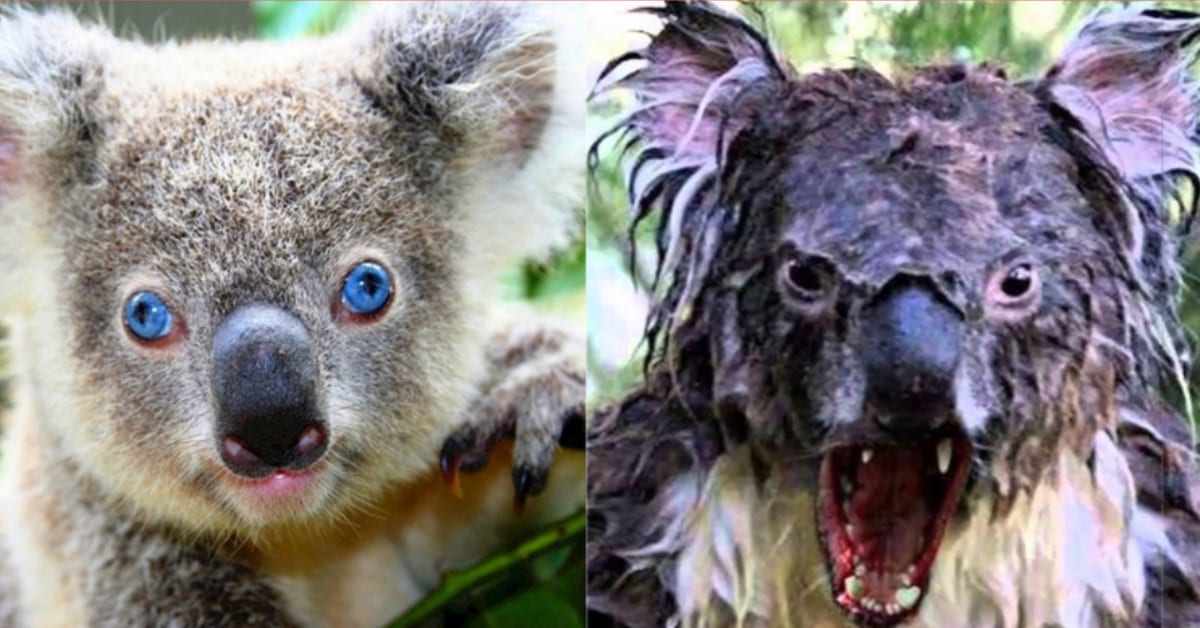 6 Adorable Animals That Can Actually Become Very Violent