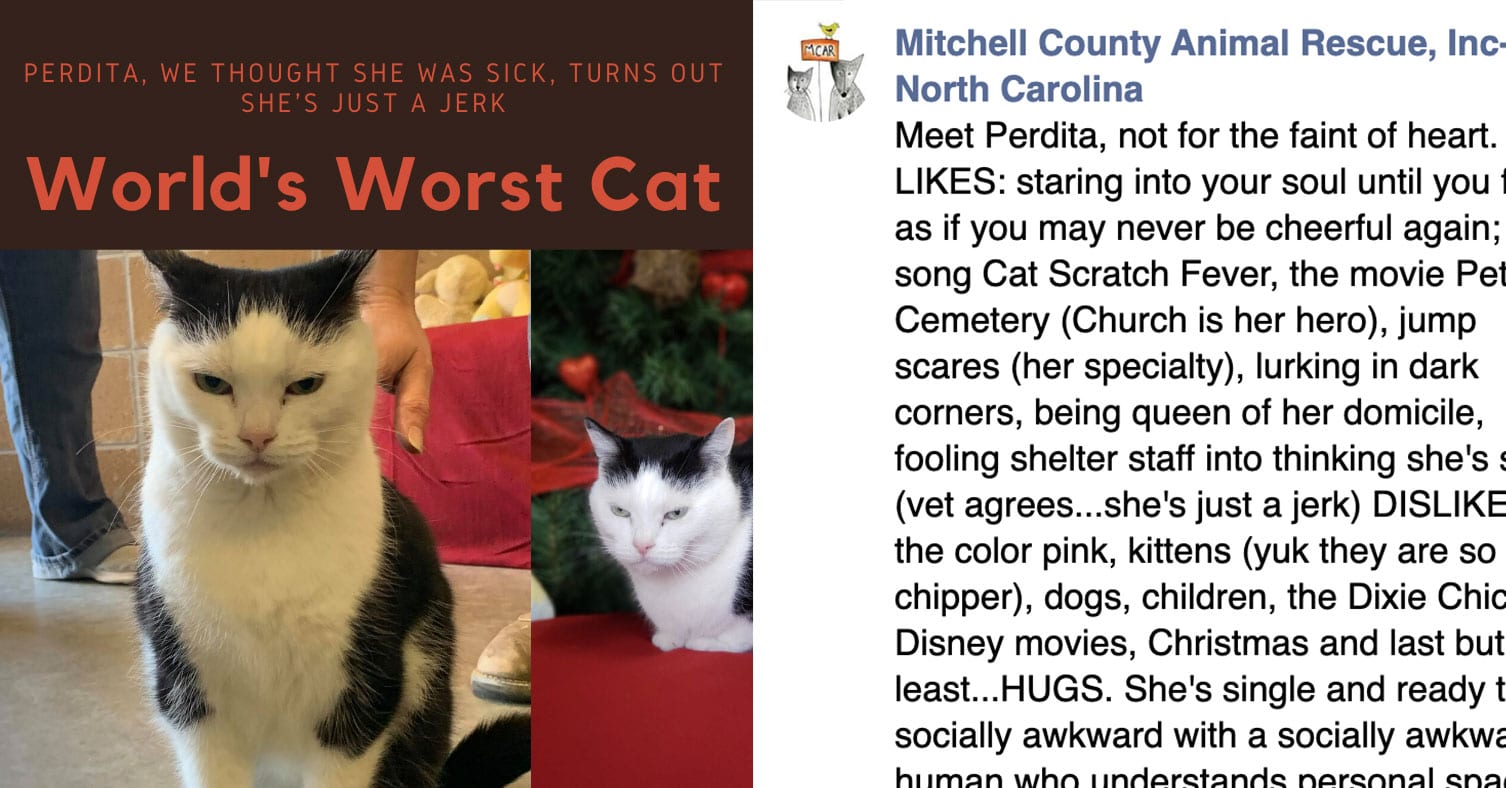 World's Worst Cat, Perdita Is Looking For A Forever Home