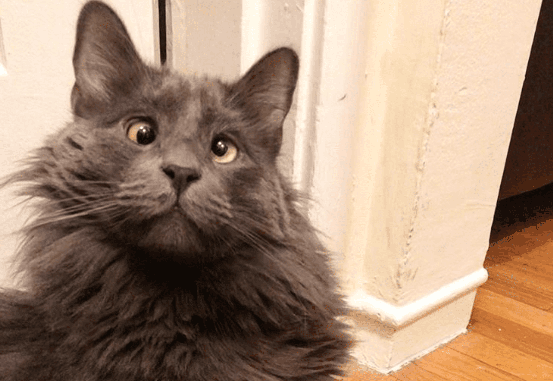 did you know? - Learn something new.