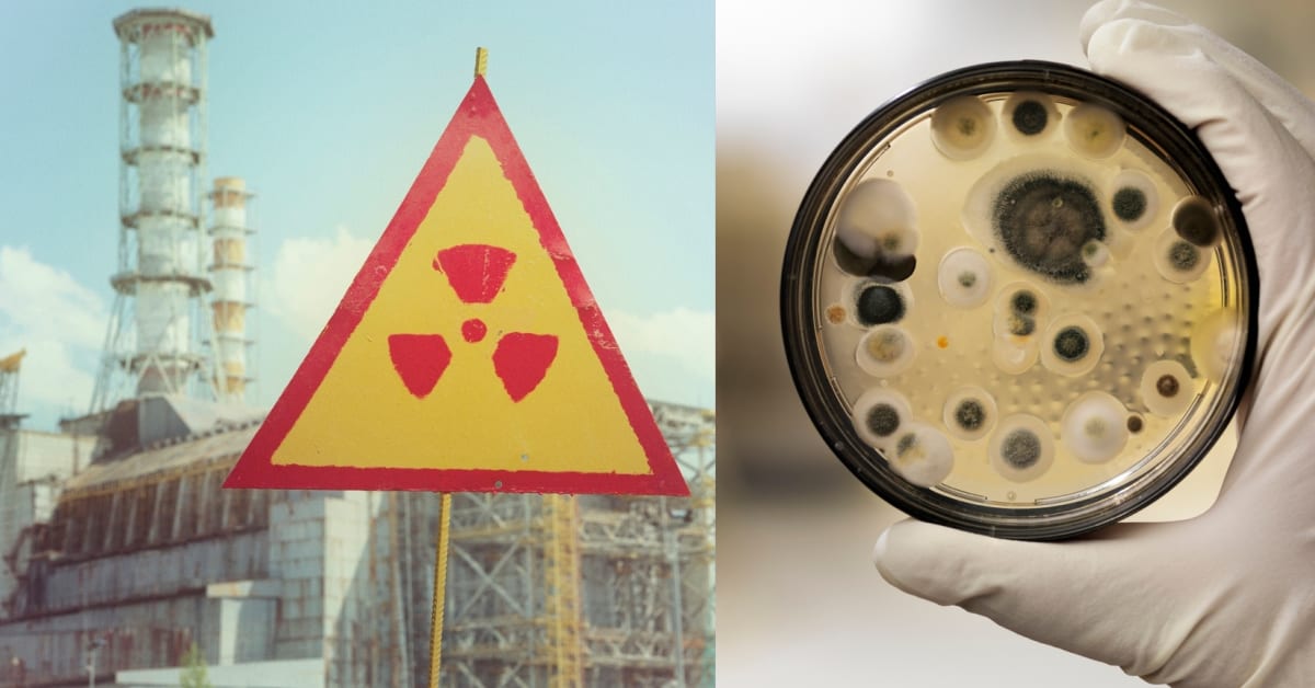 Fungi That Eats Radiation Are Thriving in Chernobyl Fungi That Eats Radiation Are Thriving in Chernobyl