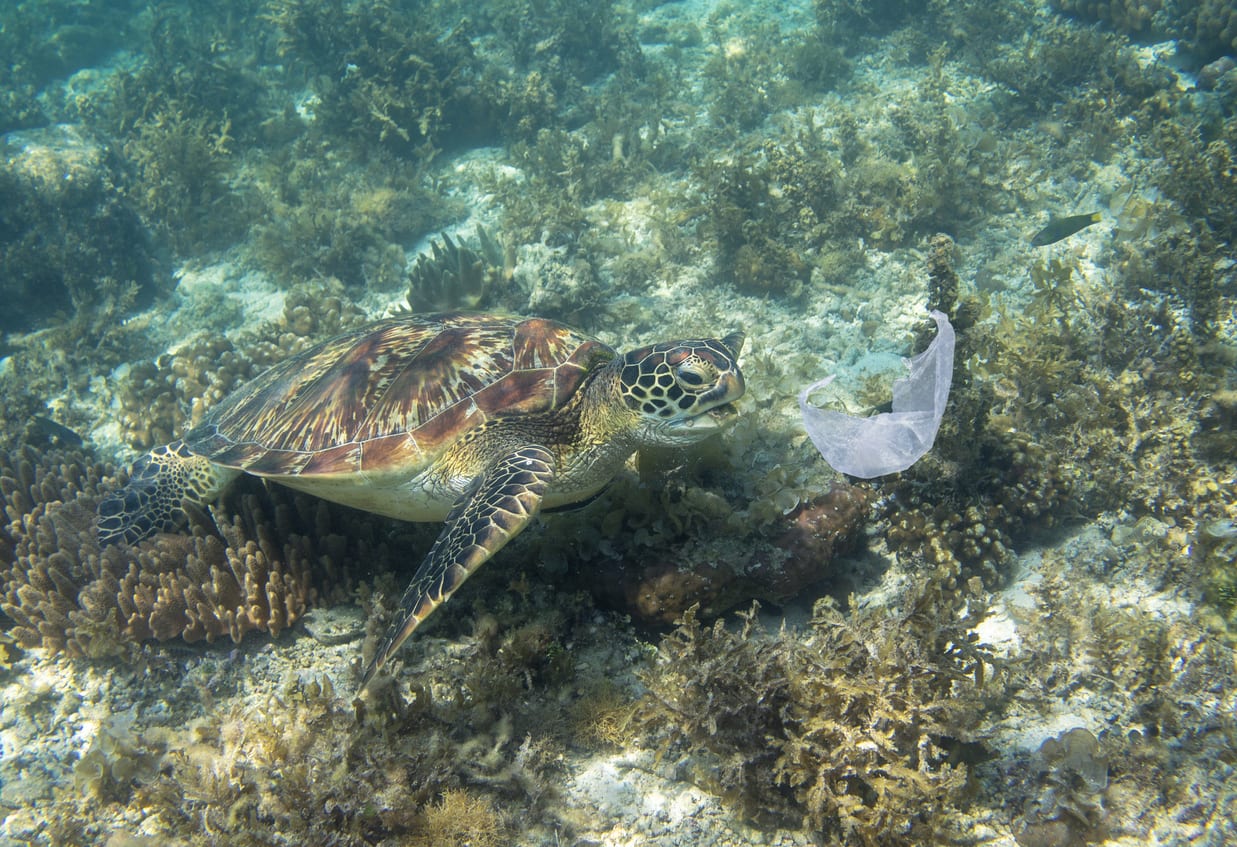 Rescued Green Sea Turtle's Digestive System Was Jammed Full of Plastic ...