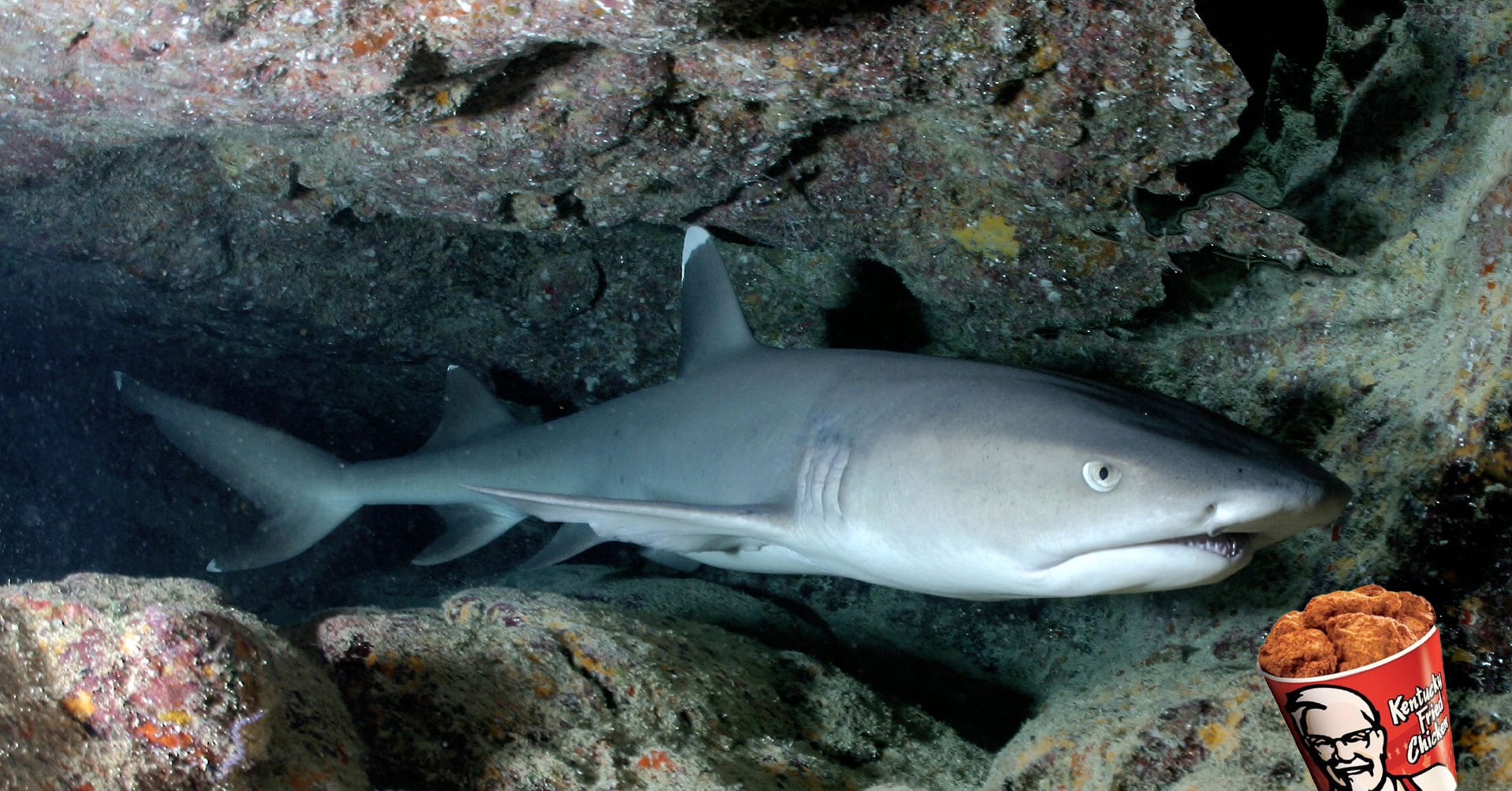 330-Million-Year-Old Shark Head Found Inside Kentucky Cave