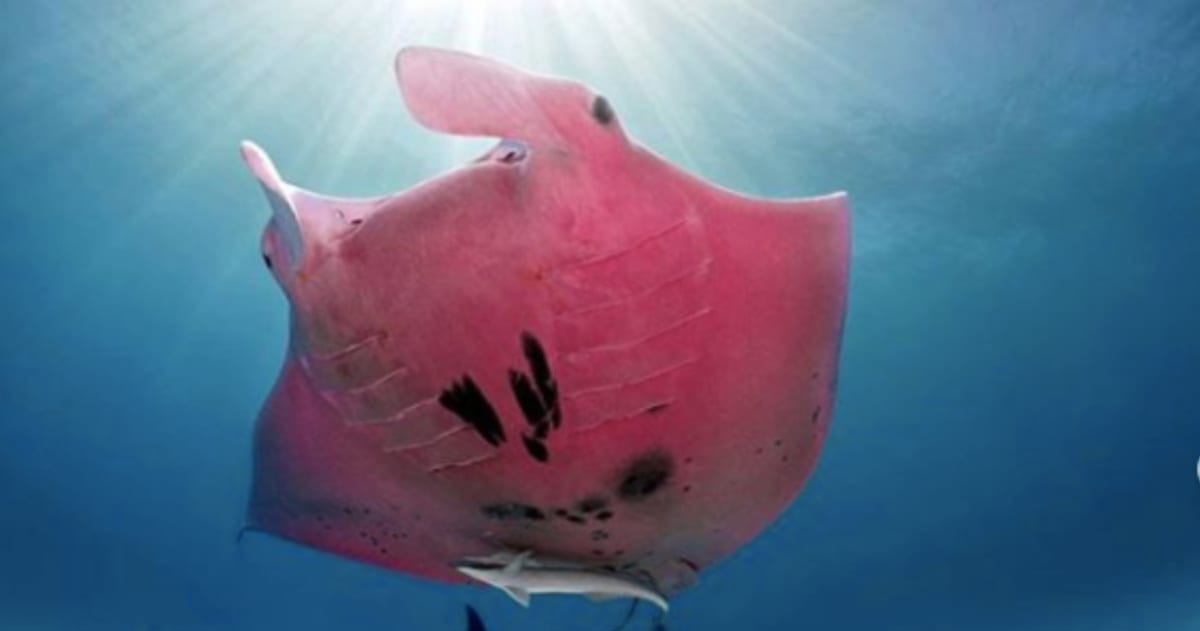 A Rare Pink Manta Ray Has Been Spotted Near Australia