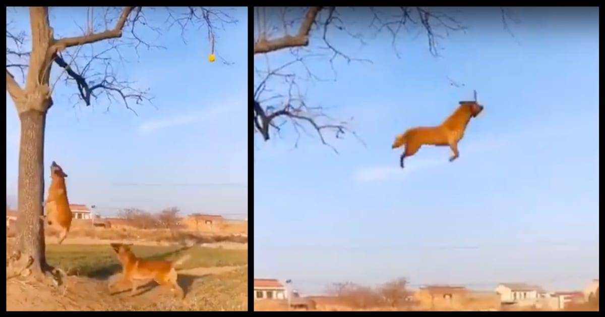 Dogs Display Mad "Barkour" Abilities as They Run and Jump for a Ball ...