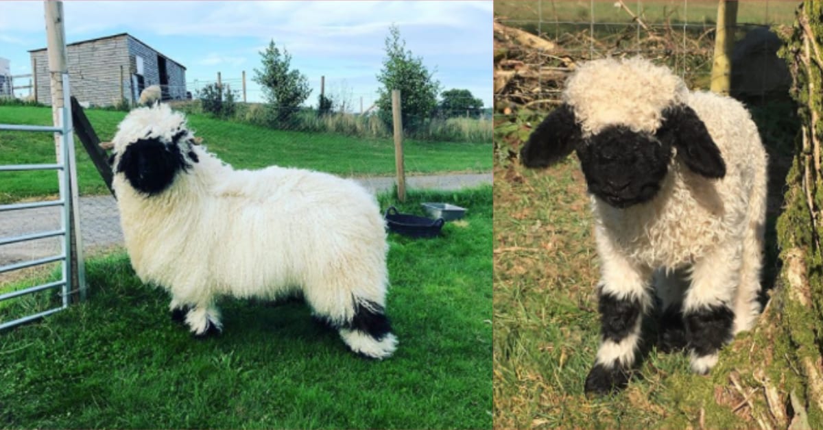 Meet These Sheep That Look Exactly Like Stuffed Animals