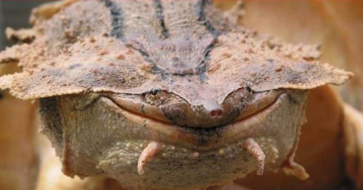 This New Species of Turtle Has a Face That's Literally Everyone's ...