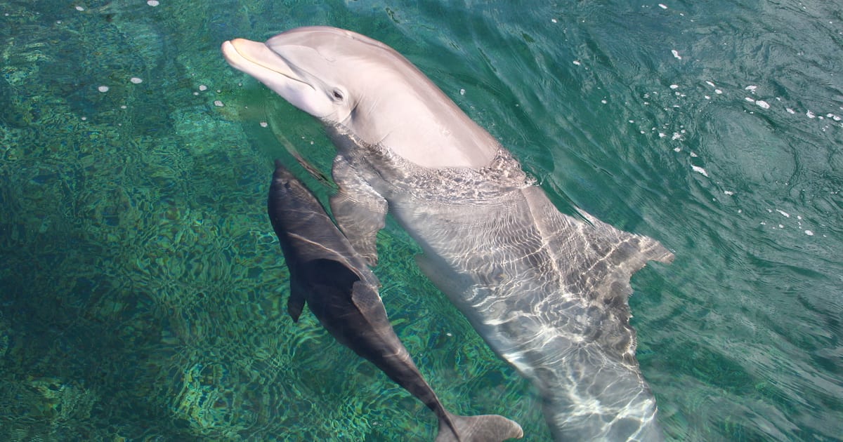 Pregnant Dolphins Sing to Their Babies in the Womb